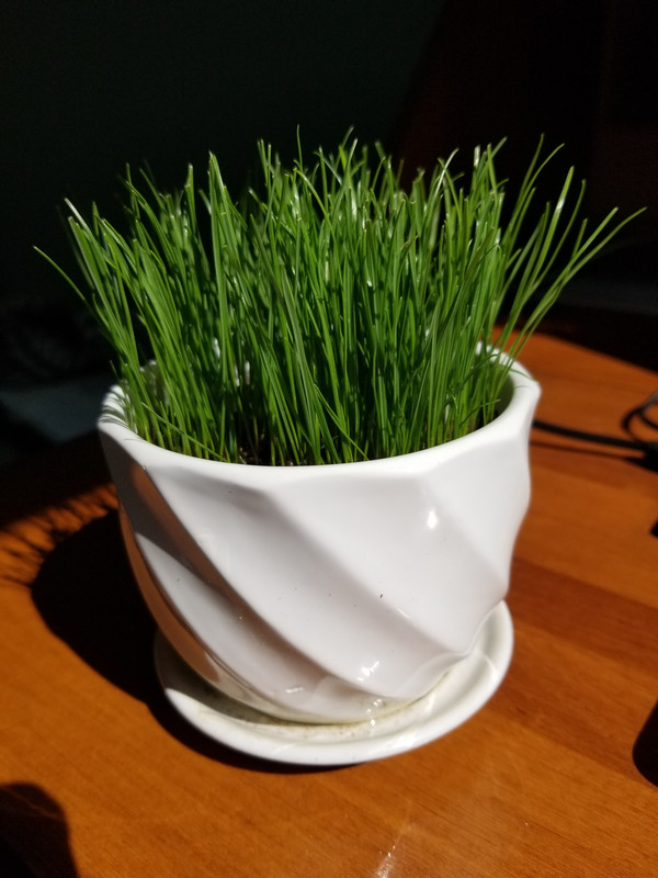 Four Fescues | Page 3 | Lawn Care Forum