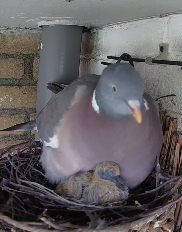 IMG 20230422 170525 — Postimages