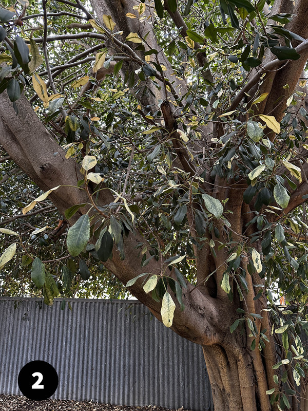 Tree Two Trunk copy — Postimages