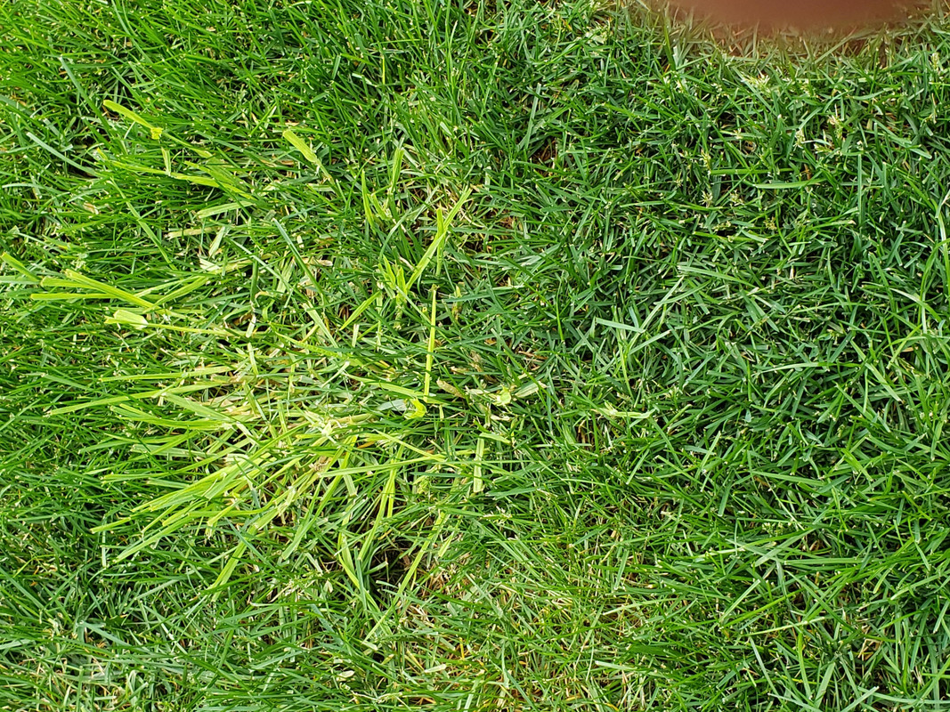 Orchard Grass In Lawn