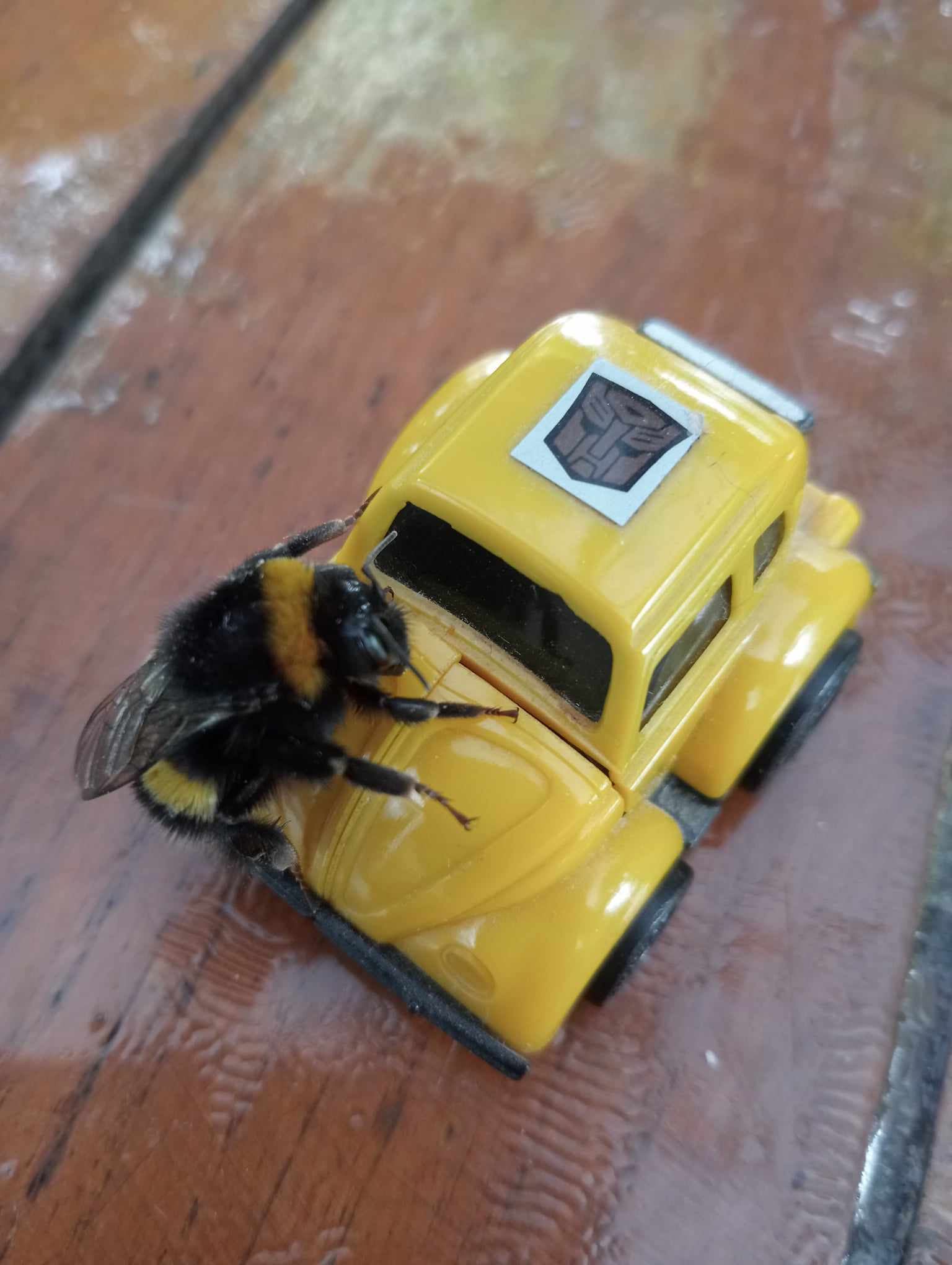 bumblebee — Postimages