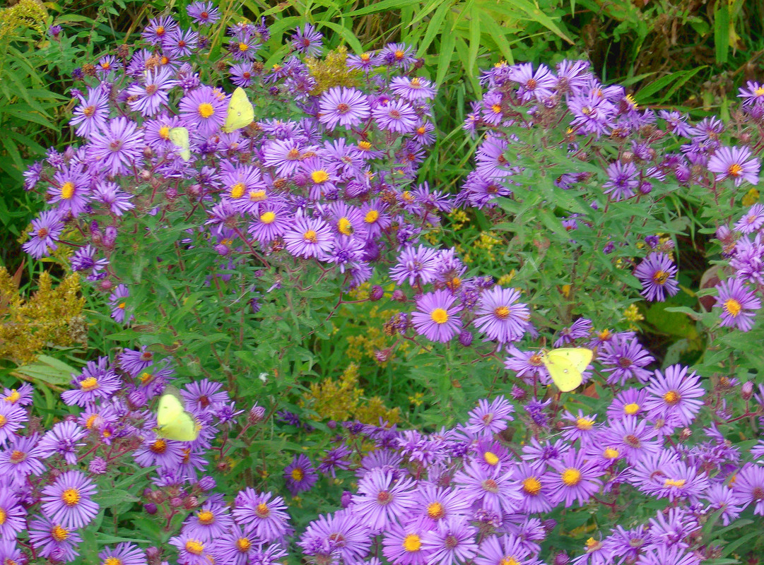 Purple asters yellow butterflies — Postimages