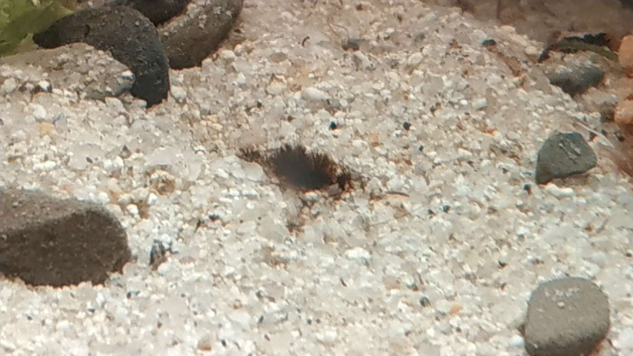 Compress 20230301 193723 3277 — Postimages