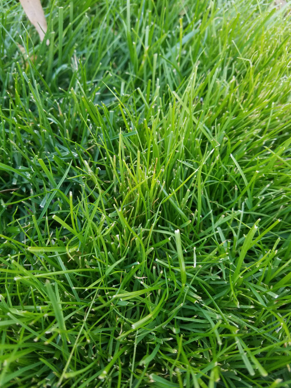Lime Green Spots Lawn Care Forum