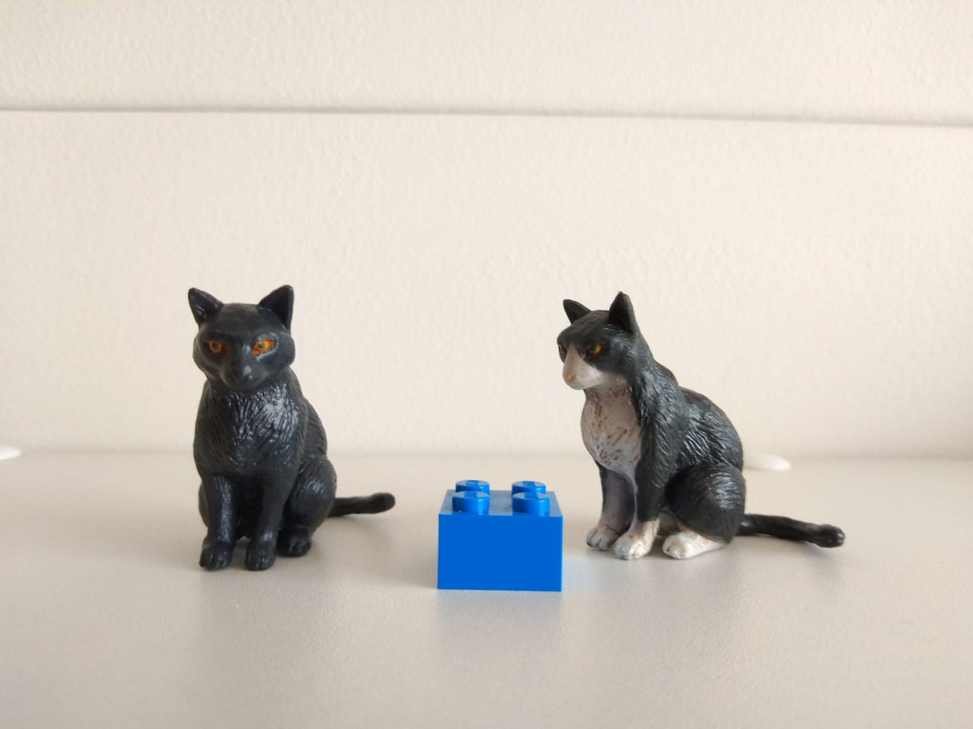 Mojo Fun 2019 animals. photos.