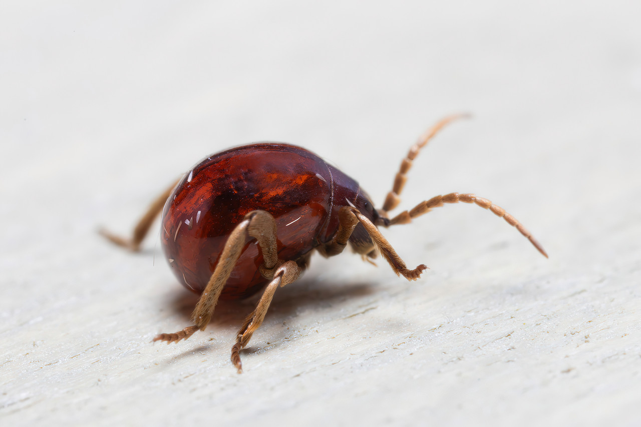 Gibbium Psylloides ( the hump beetle or the smooth spider beetle) - www ...