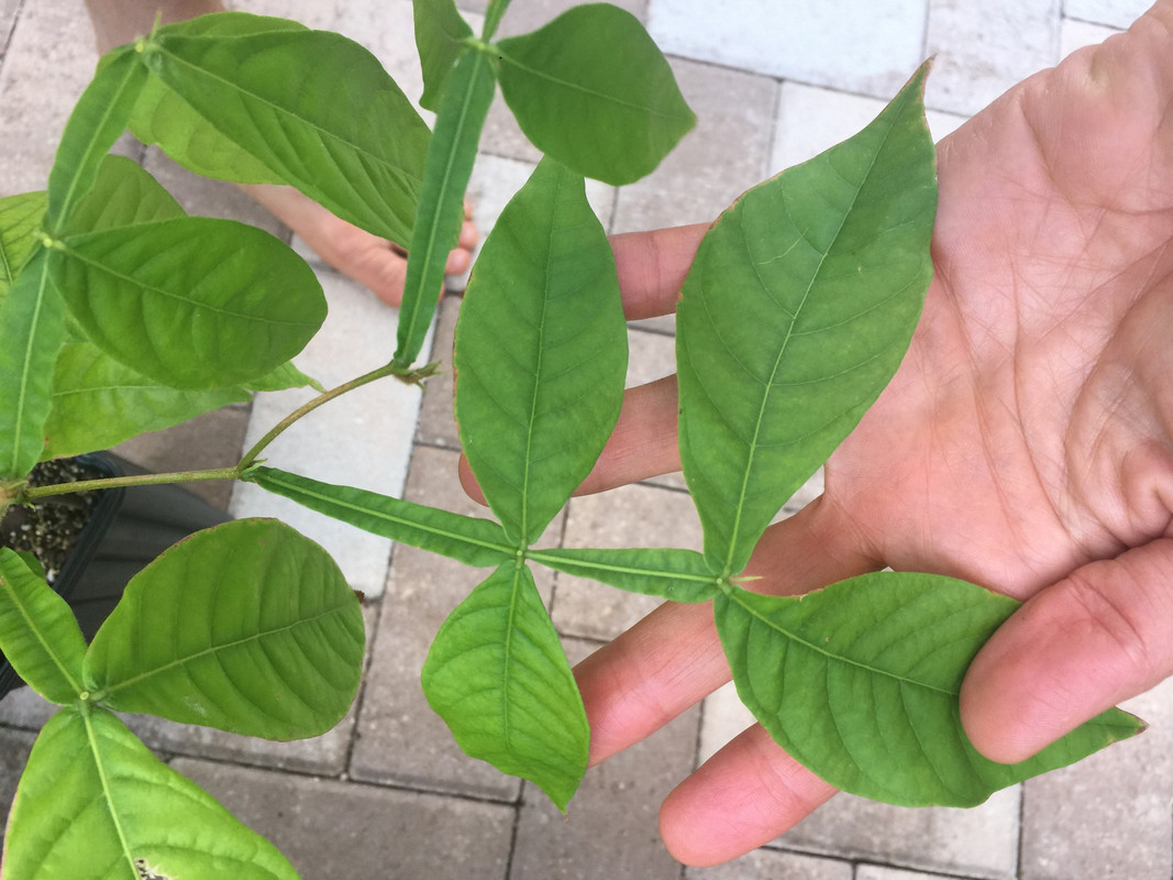 IMG 9425 inga leaves — Postimages