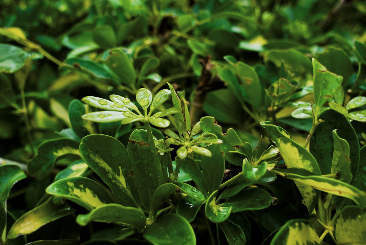 Tropical Plants in Singer III — Postimages