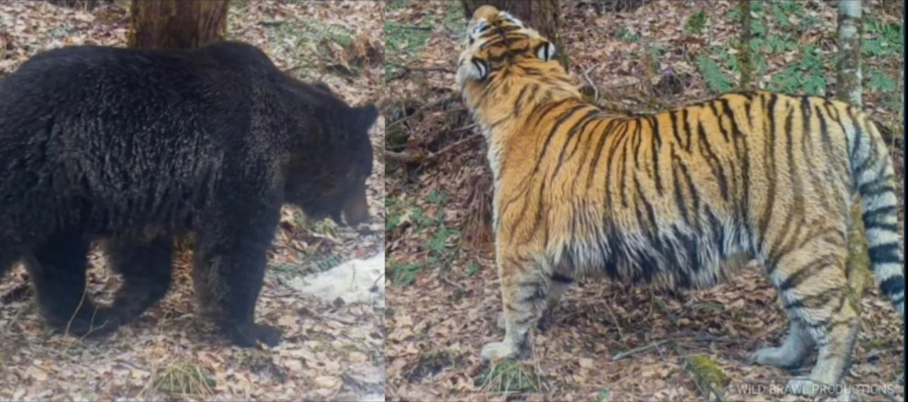 Amur Tiger and Ussuri Brown Bear Size Comparison - Valley Of The Beasts