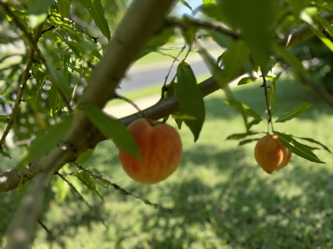 IMG 1343 — Postimages