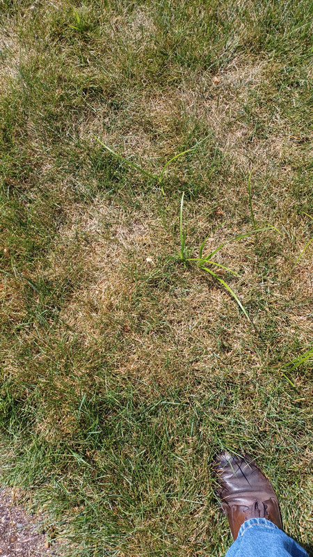 HELP PLS - Is my sod either under or overwatered? | Lawn Care Forum