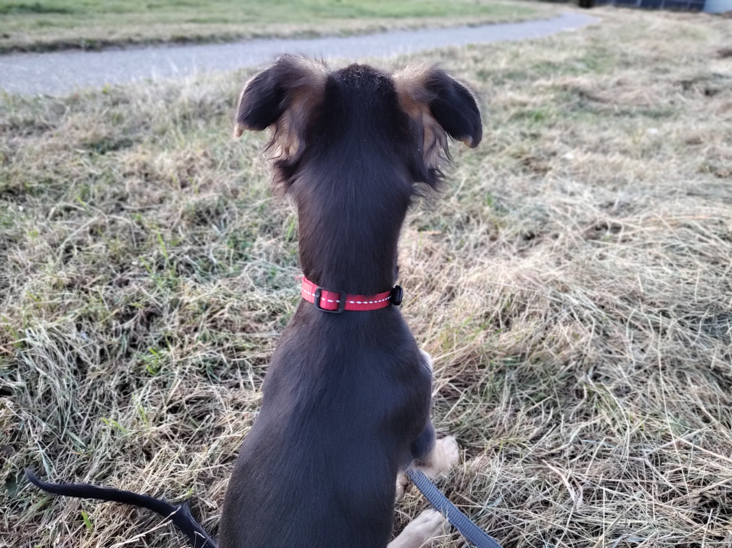 IMG 20220903 202653371 MF PORTRAIT — Postimages