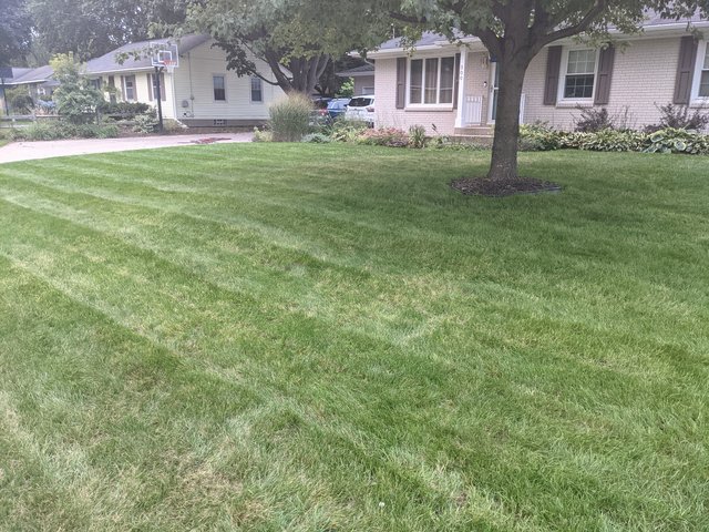 Nimblewill? | Lawn Care Forum