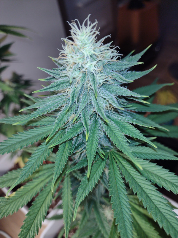 IMG 20221027 175735270 — Postimages