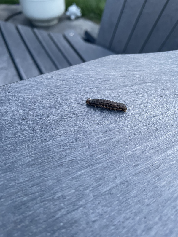 Army worms? | Lawn Care Forum Army worms? | Lawn Care Forum