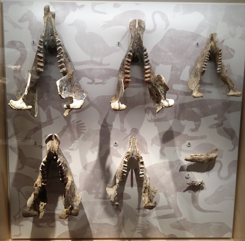 Megafauna Central, Northern Territory (image heavy!)