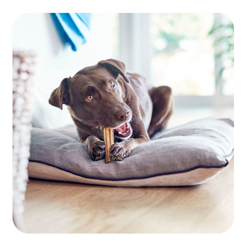 MX DENTALIFE G ECONT 0722 LS — Postimages