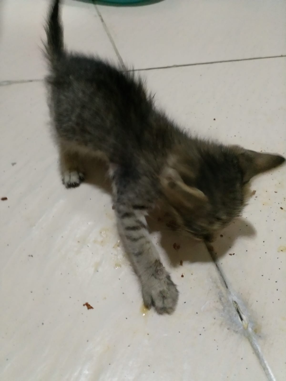 Le Cat — Postimages