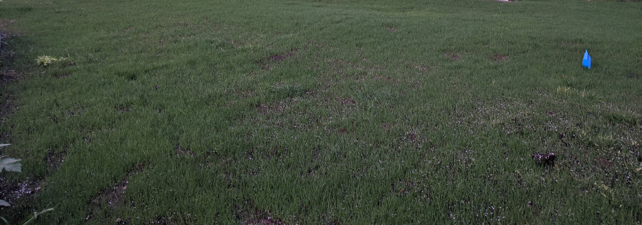 New Grass changing color | Lawn Care Forum