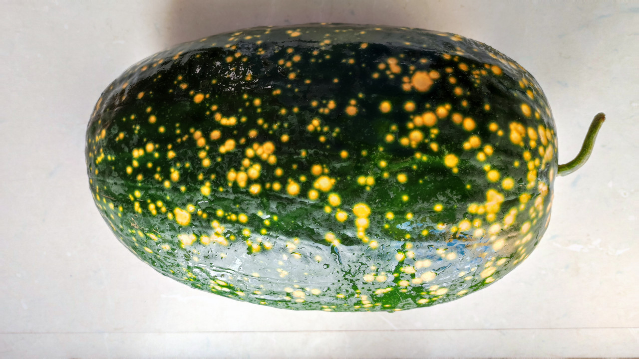 Orange King 2 — Postimages