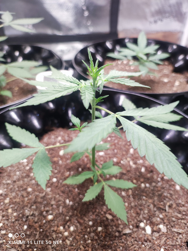 IMG 20231114 125221 — Postimages