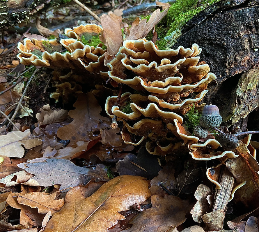 00493 B95 64 D2 4321 9309 A4 B0 FF6 C2 C18 — Postimages