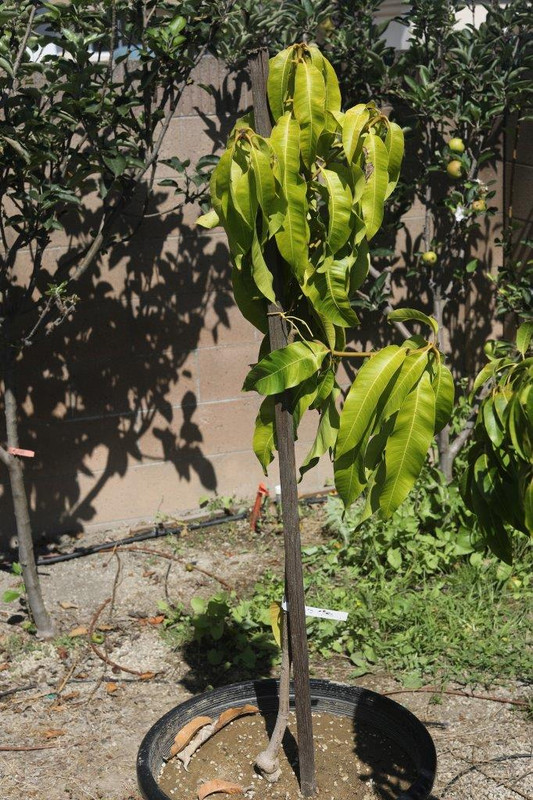 8 U1 A6105 Coconut Cream Mango Tree on Turpentine — Postimages