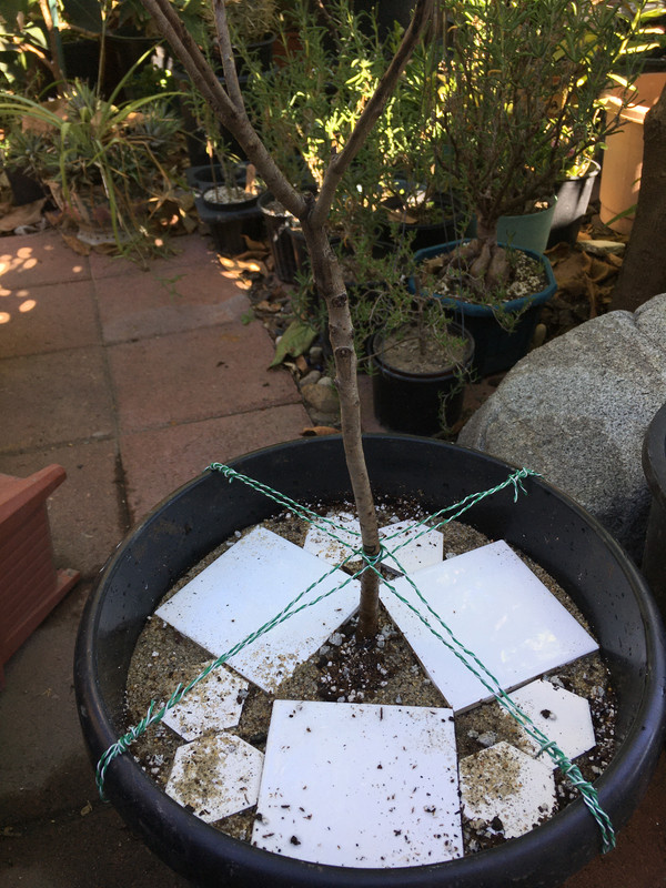 8 E755 D2 B 9 FB4 47 F8 A541 A9 CABB3 BCA65 — Postimages