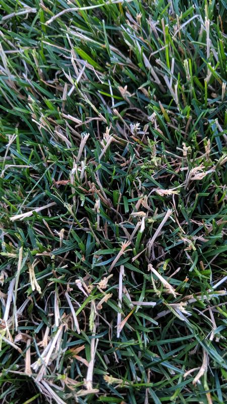 Dying Grass? | Lawn Care Forum