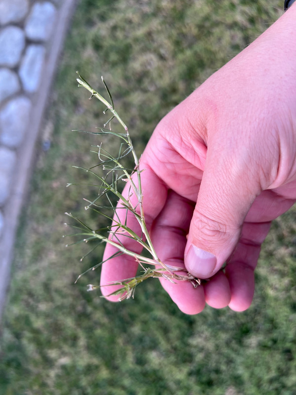 Strange Grass Is Invading My Bermuda | Lawn Care Forum
