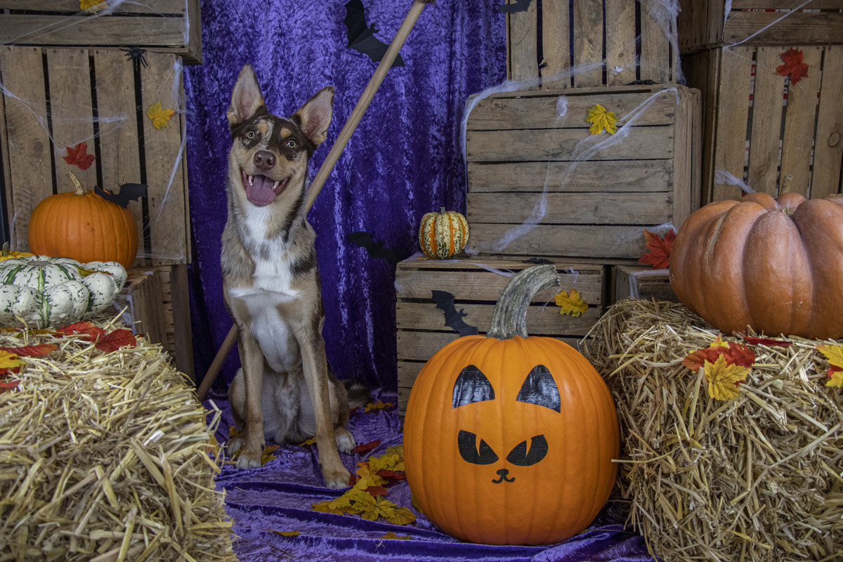 6 DA765 CD C85 B 403 C BA77 696 A02 AD3 C62 — Postimages