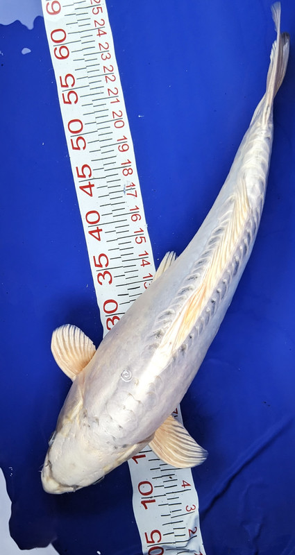 Doitsu Platinum Ogon - 54cm - Kent