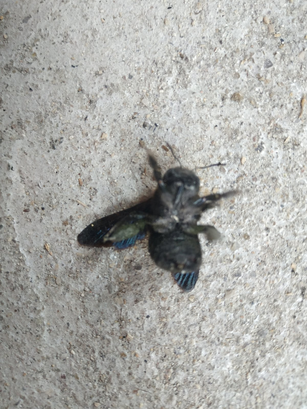 Bicho da madeira | Fórum da Casa