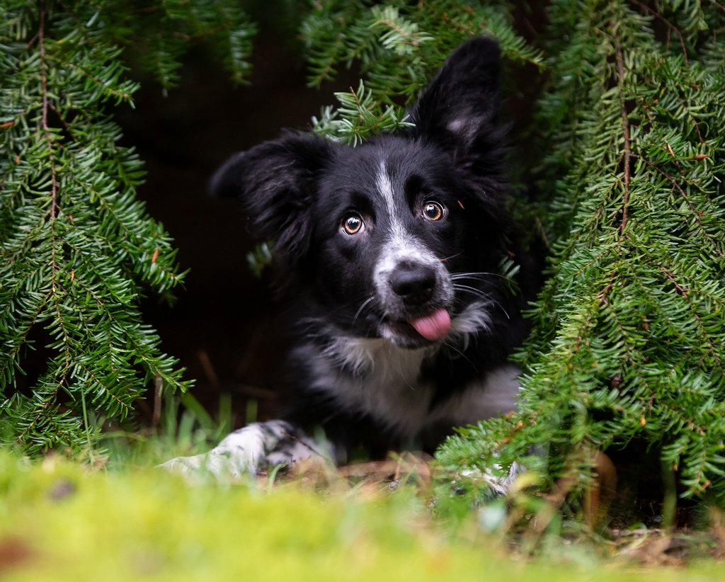 crazy — Postimages