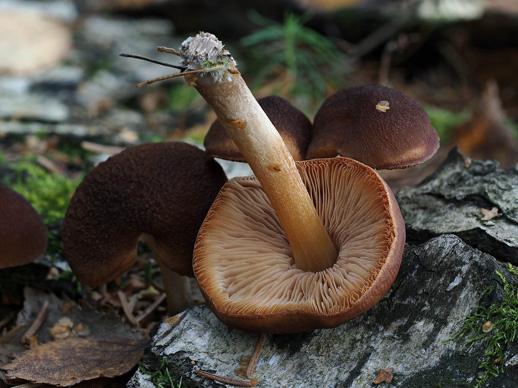 Pluteus sp 3 SAE 20221014 — Postimages