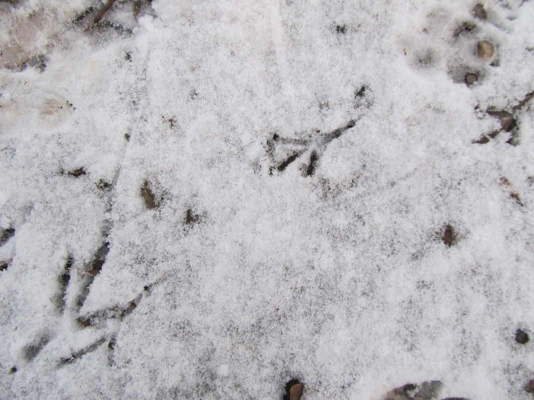 bird prints in snow — Postimages