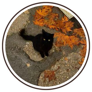 sweater weather - Chapter 1 - fantastic mrs fox (verba_volant_scripta ...