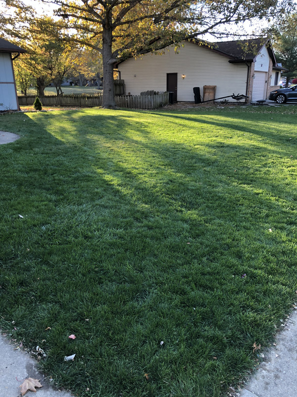 Stalky Perennial Ryegrass | Lawn Care Forum