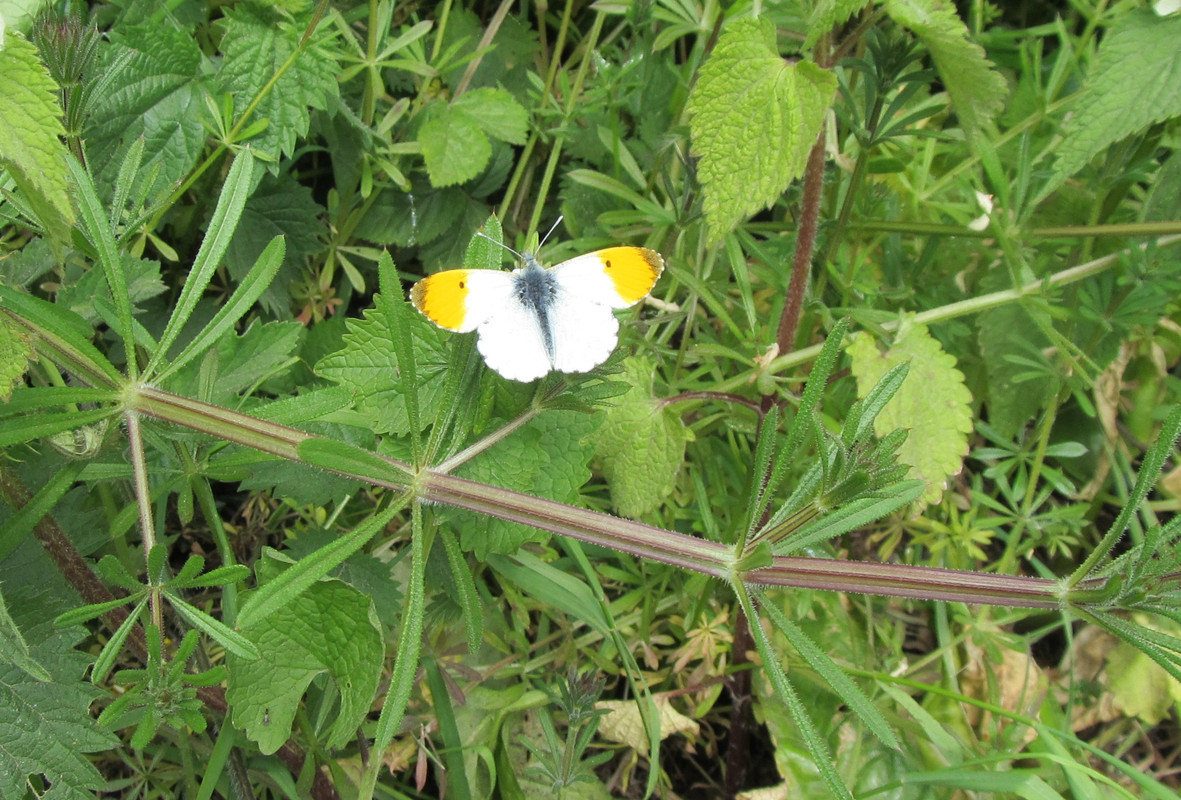 orange tip — Postimages