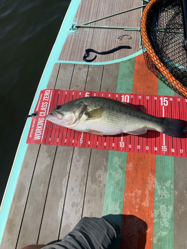 Latest Catch Pics Thread - Page 874 - Fishing Reports - Bass Fishing Forums