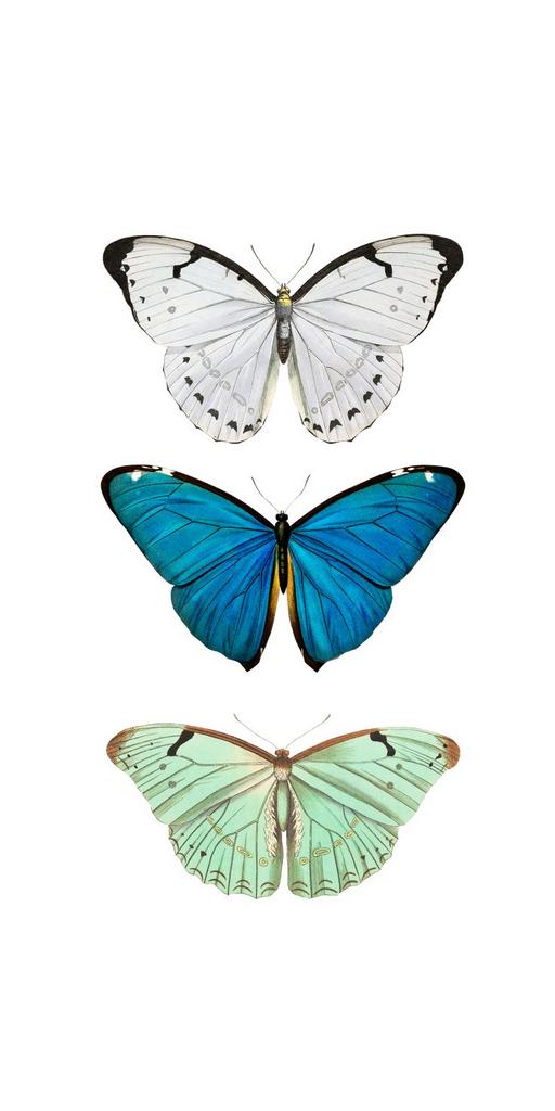 Butterfly Pattern Casetify i Phone Art Design Drawing An — Postimages