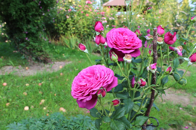 IMG 4598 — Postimages