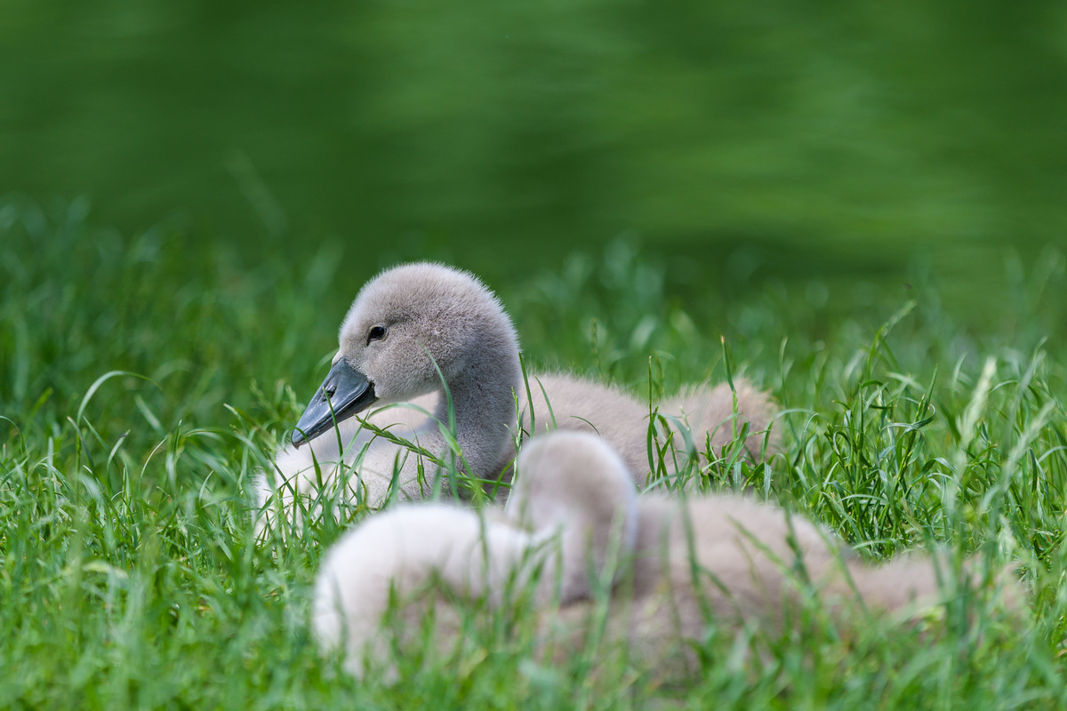 DSC 2139 — Postimages