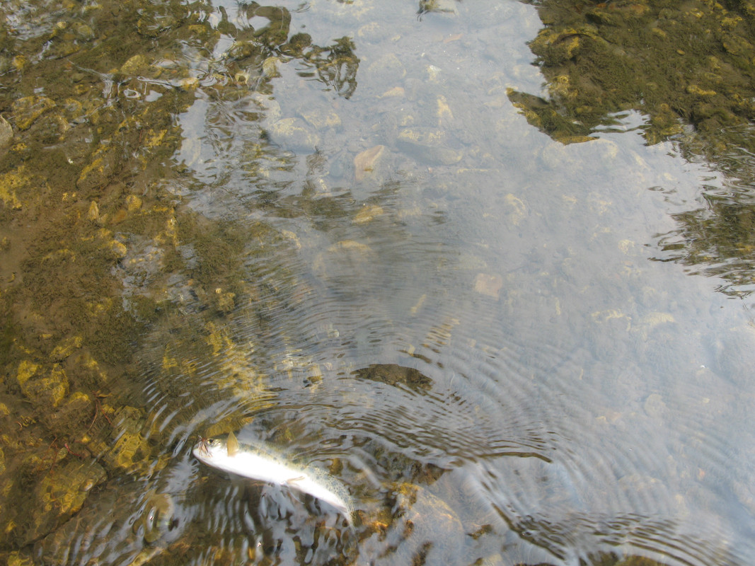 IMG 0001 (1) — Postimages