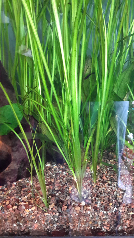 AquaBid.com - Closed Auction # liveplantsr1773510740 - Vallisneria ...