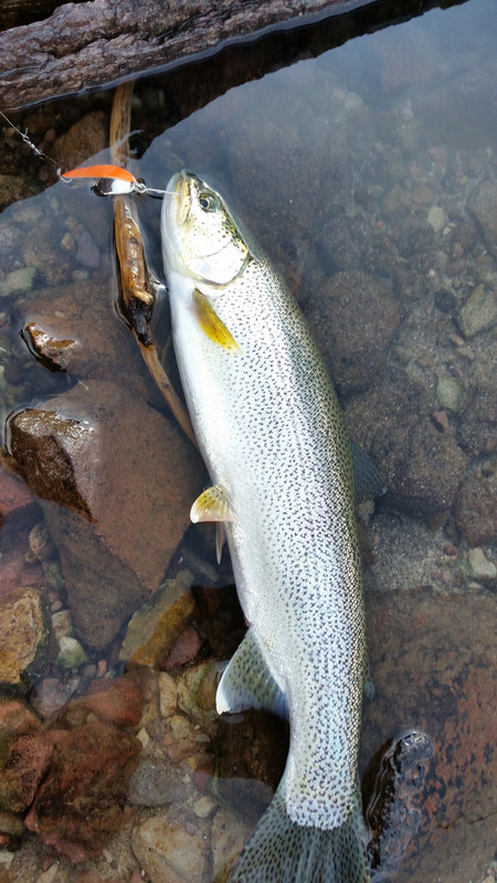 Pretty little fish - 24hourcampfire