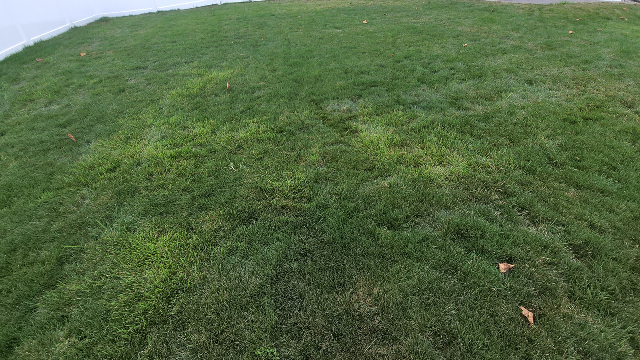 Help: Poa Triv or something else? : r/lawncare