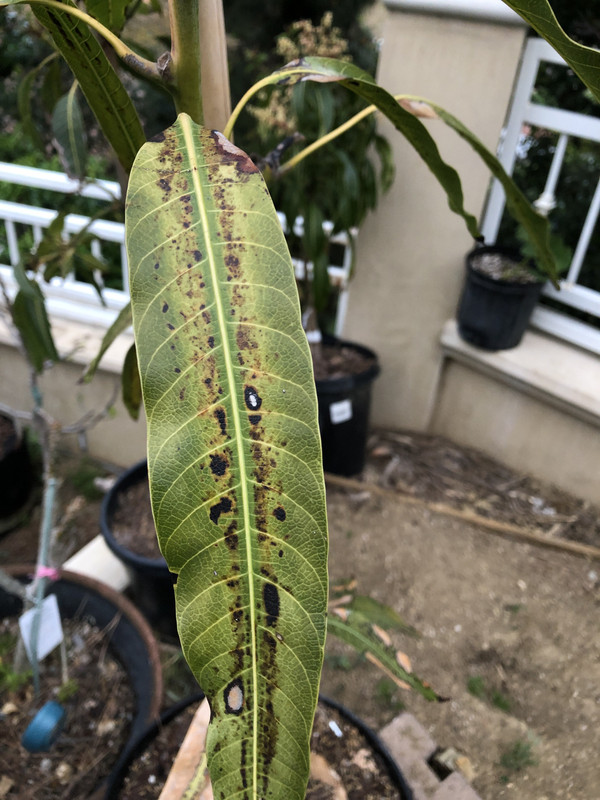 mango leaf — Postimages