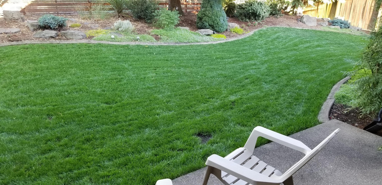 Newly seeded lawn - WHEN OK to treat broad leaf?? | Lawn Care Forum