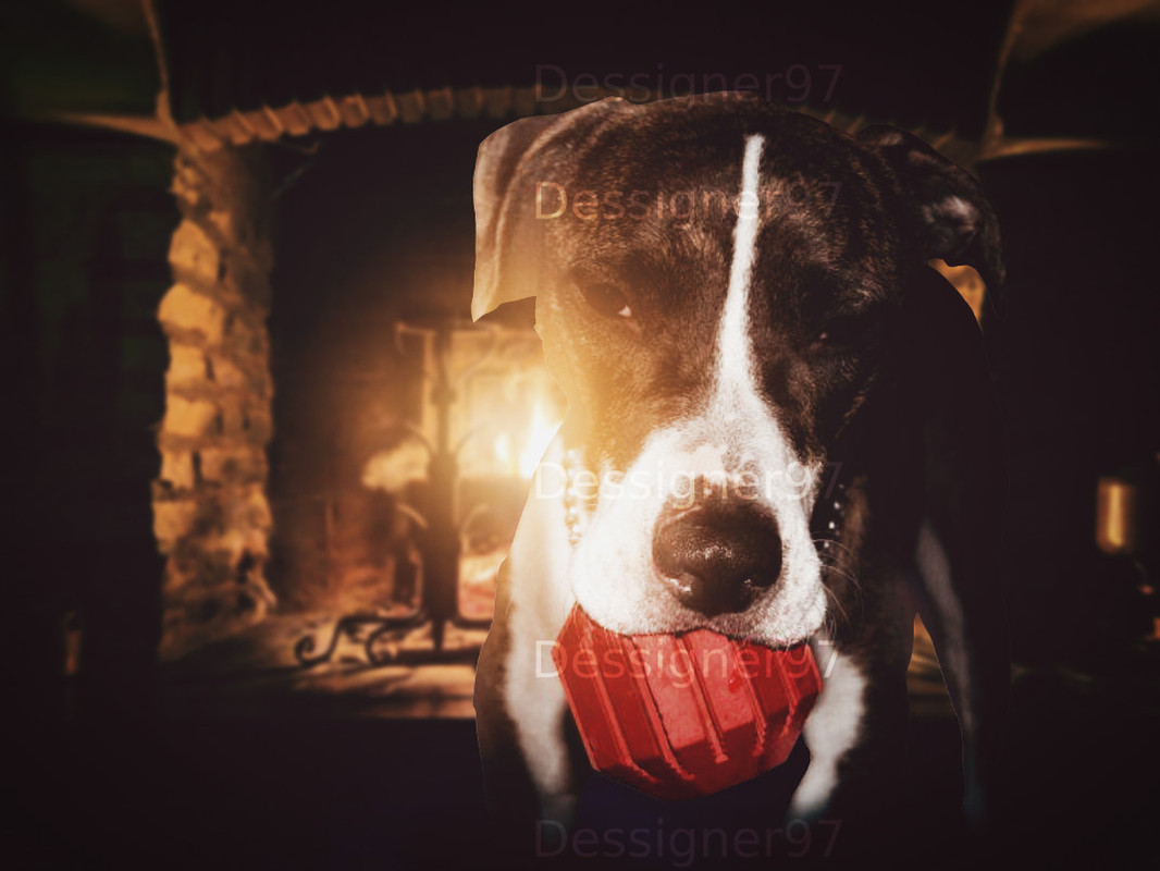 dog dude 1 1 — Postimages